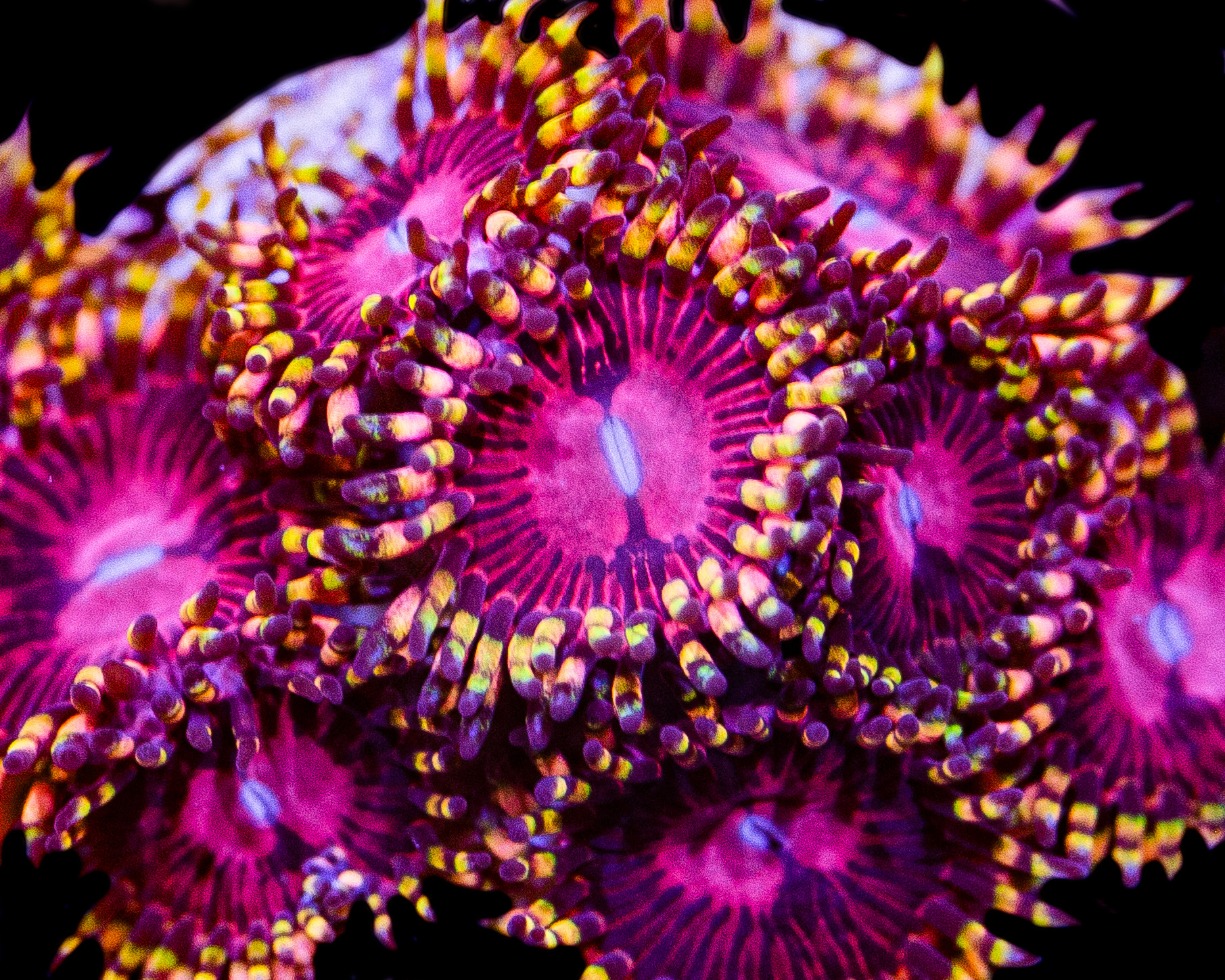 Aphrodite Zoanthids